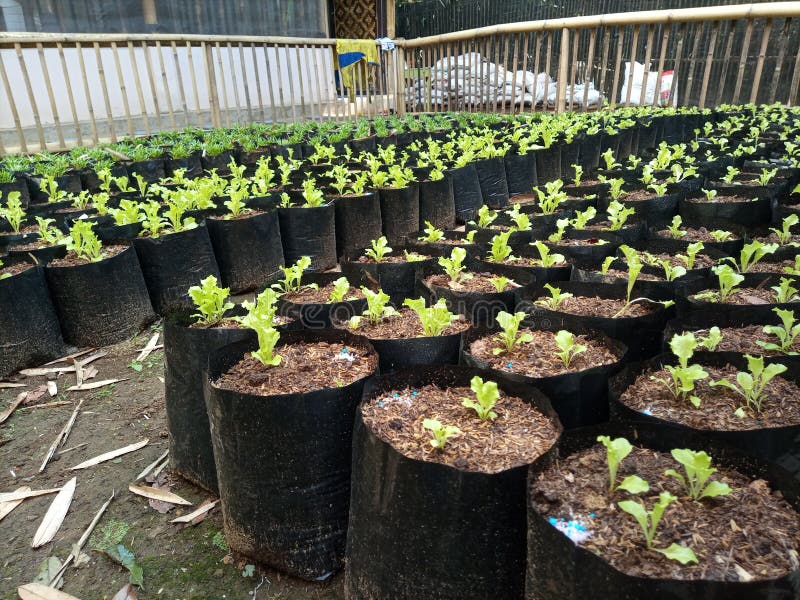 Lettuce Vegetables in Polibag Stock Photo - Image of food, flower ...