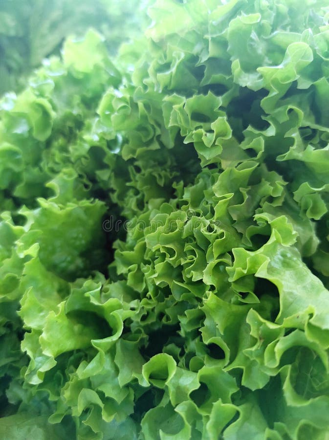 Lettuce vegetables water stock image. Image of lettuce - 251006825