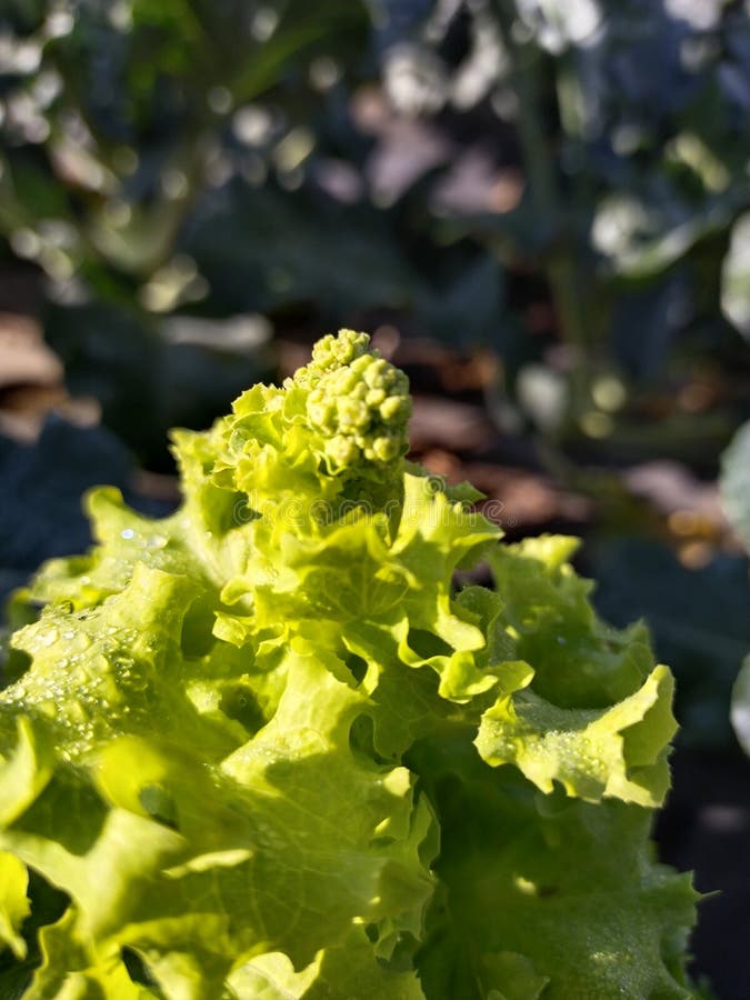 Lettuce, Very Green, in the Vegetable Garden Area Stock Image - Image ...