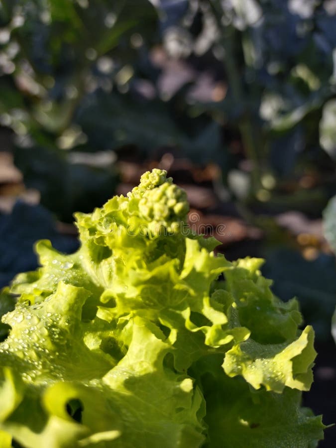 Lettuce, Very Green, in the Vegetable Garden Area Stock Photo - Image ...