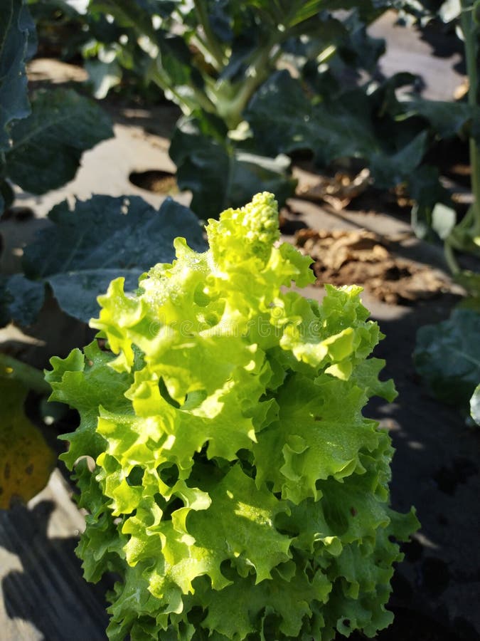Lettuce, Very Green, in the Vegetable Garden Area Stock Image - Image ...