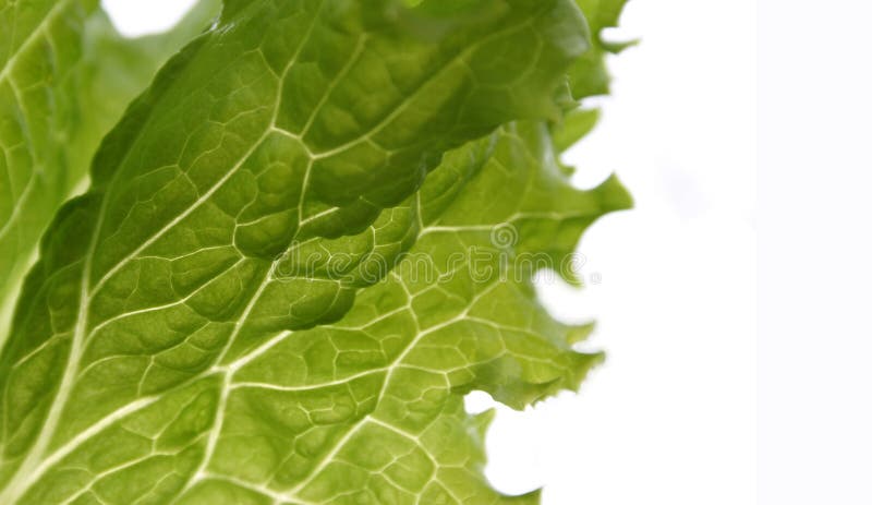 Lettuce on white stock image. Image of wave, branch, structure - 148825