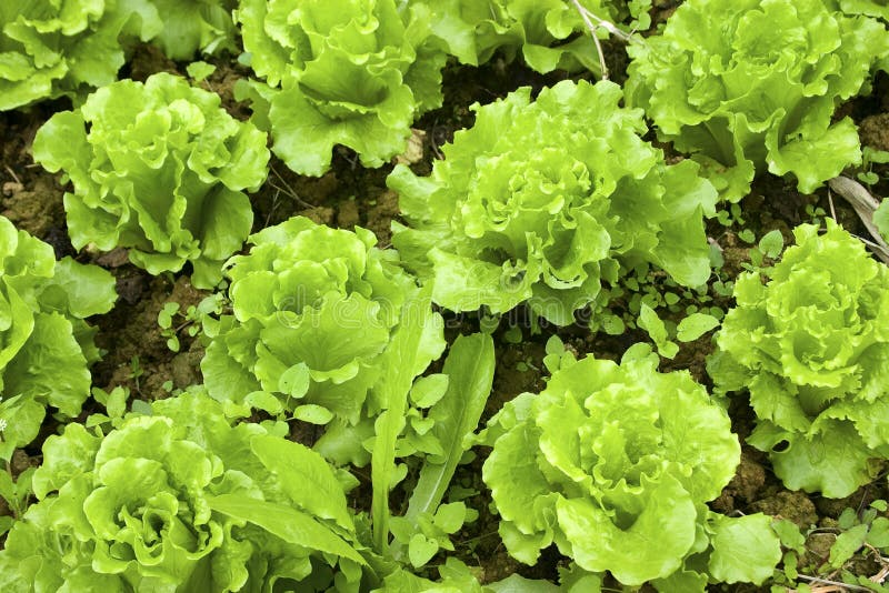 Lettuces stock photo. Image of freshness, nature, green - 12517814