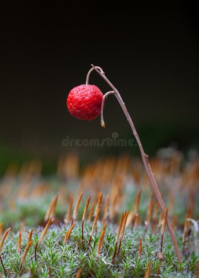 Letztes Einzelnes Kann Lily Berry Stockfoto - Bild von bündel, dunkel ...