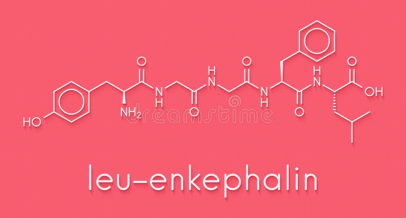 Leu-enkephalin Endogenous Opioid Peptide Molecule Stock Vector ...