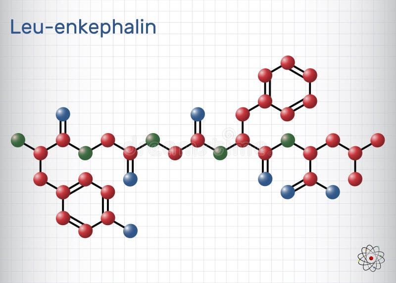 Leu-enkephalin Molecule. Endogenous Opioid Peptide. Molecule Model ...