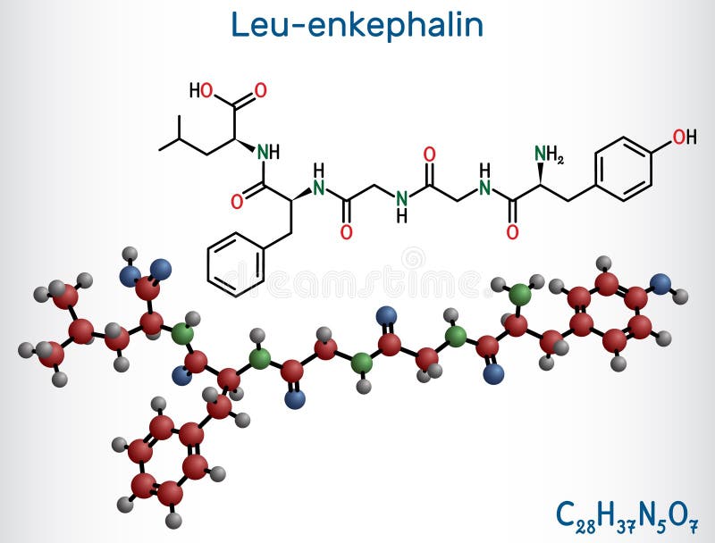 Leu-enkephalin Molecule. Endogenous Opioid Peptide. Structural Chemical ...