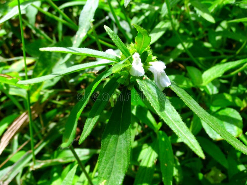 Onam flower festivel stock image. Image of festival, culture - 44420171