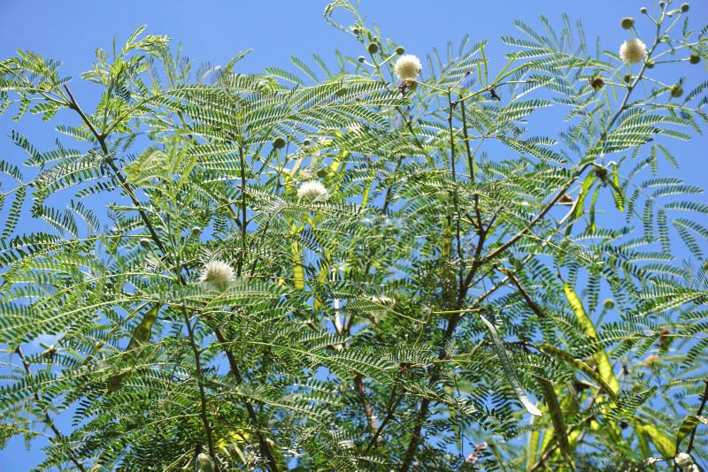 Leucaena Glauca Tree in Nature Garden Stock Photo - Image of leaf ...