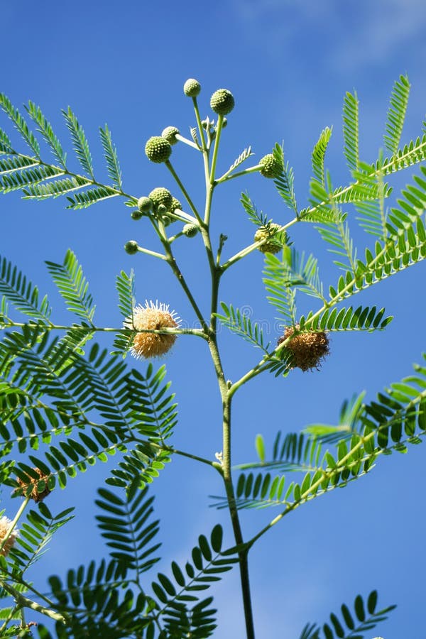 Leucaena glauca tree stock photo. Image of herbal, flower - 105470292