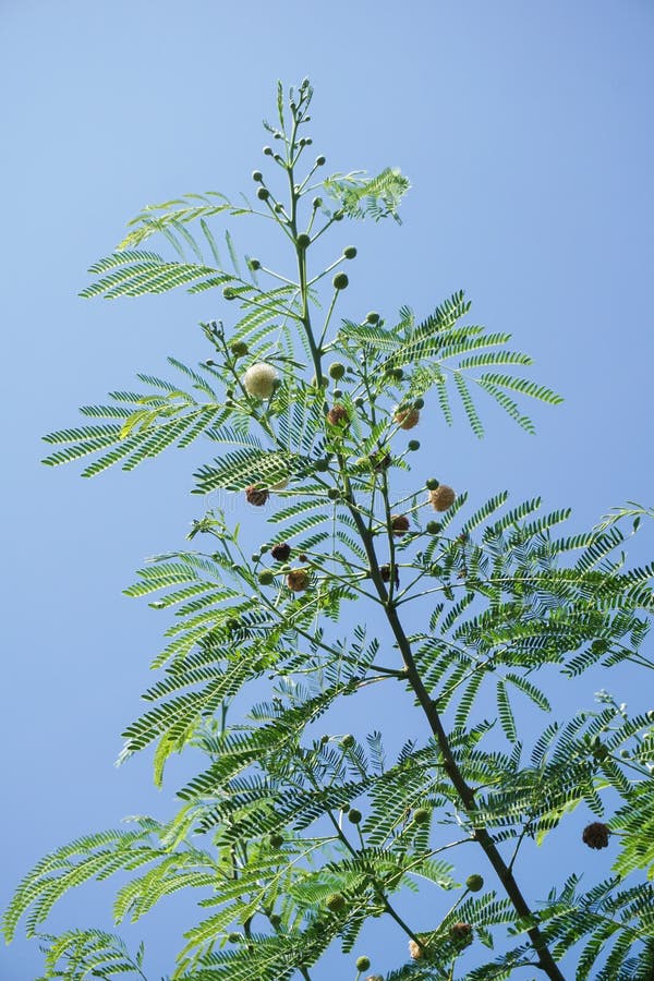Leucaena glauca tree stock photo. Image of plant, flower - 109058706