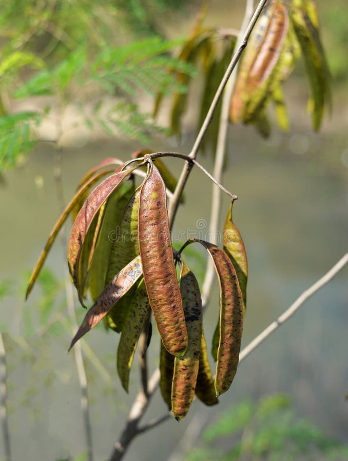 Árbol Del Leucocephala Del Leucaena En La Floración Imagen de archivo ...