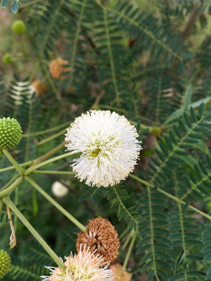 Leucaena Leucocephala Flower Stock Image - Image of such, popinac: 47541889