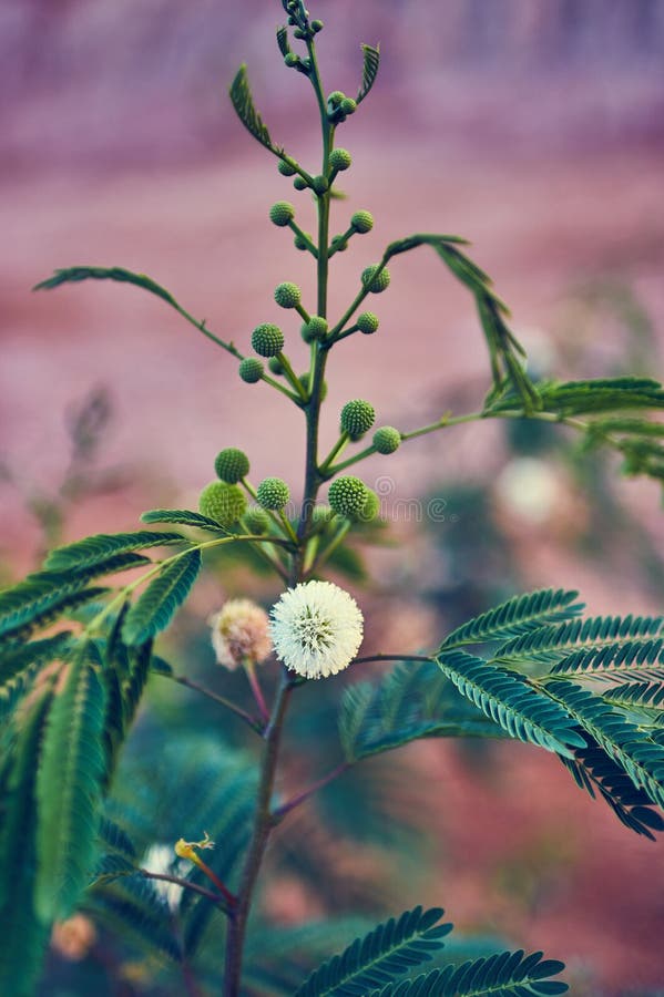 Leucaena Leucocephala (Lam.) De Wit Fabaceae Stock Image - Image of ...