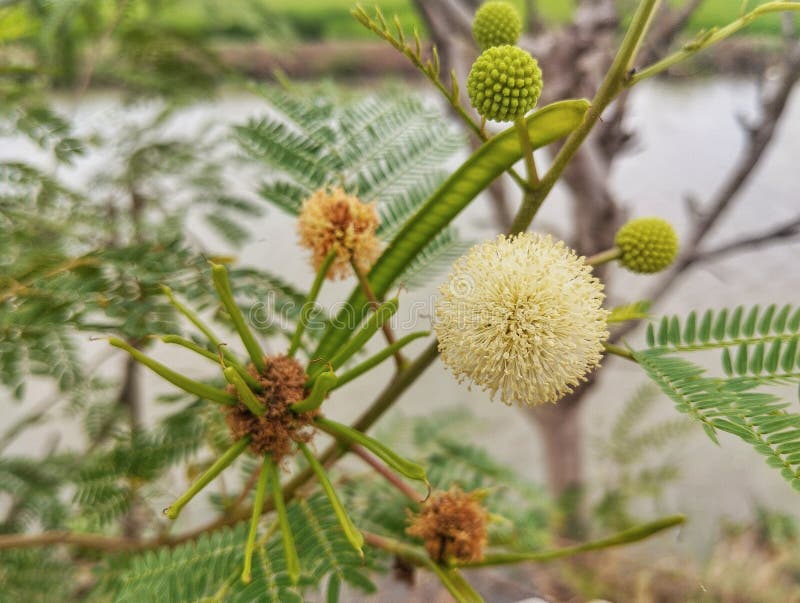 Leucaena Leucocephala Lamtoro Flower on the Garden Stock Photo - Image ...