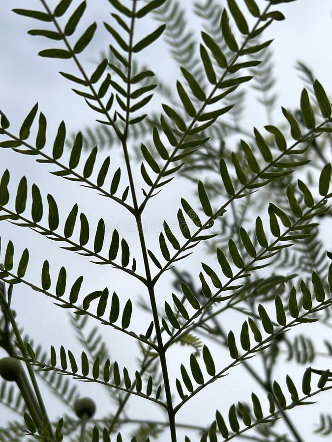 Leucaena Leucocephala Leaf in Nature Garden Stock Image - Image of ...