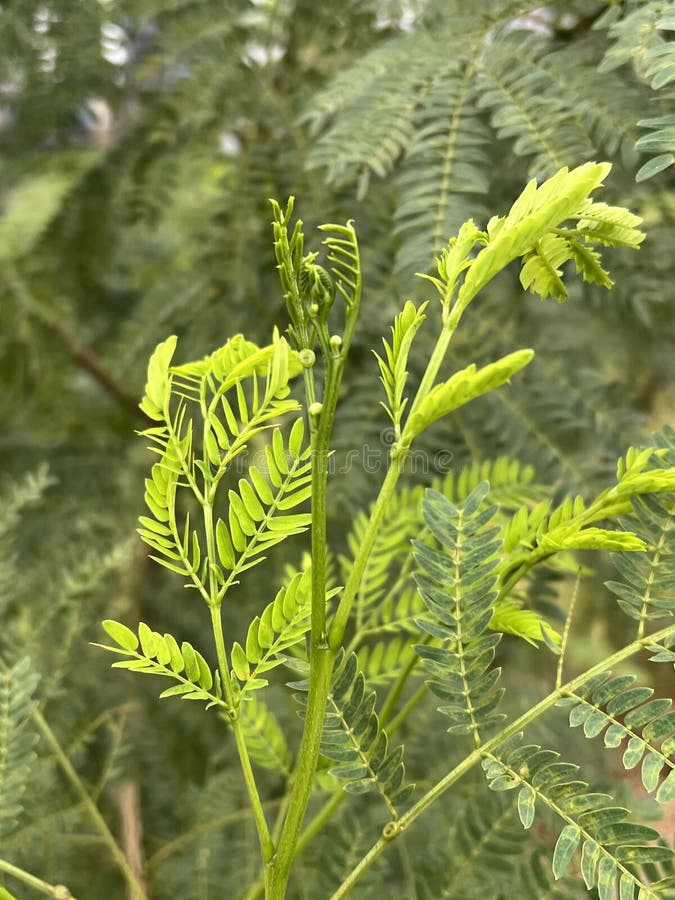 Leucaena Leucocephala Plants Grow a Lot in Indonesia Stock Photo ...