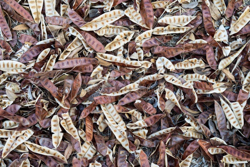 Leucaena leucocephala stock photo. Image of beautiful - 121616030