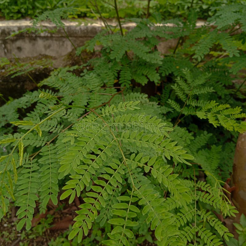 Leucaena Leucocephala Plant on the Edge of a Ditch Stock Image - Image ...
