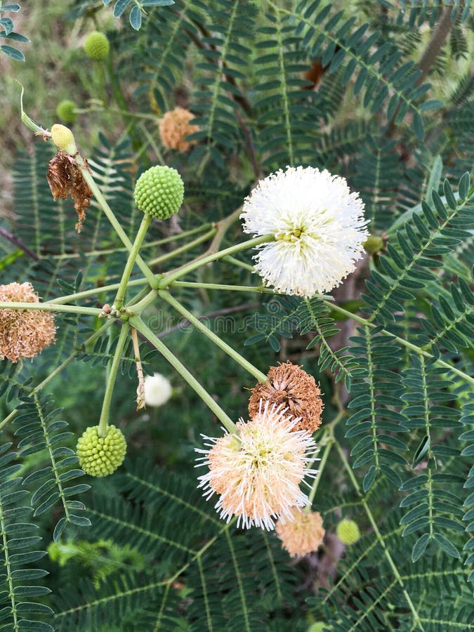 Leucaena Leucocephala Plant Stock Image - Image of herb, natural: 95540613