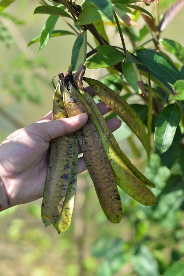 Leucaena leucocephala stock image. Image of tree, leucaena - 62819921
