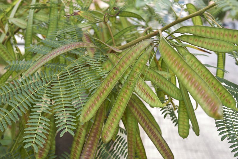 Leucaena leucocephala tree stock image. Image of garden - 136950637