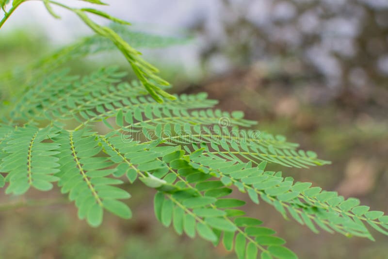 Leucaena leucocephala tree stock photo. Image of tree - 99597614