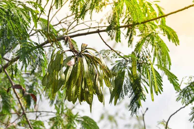 Leucaena leucocephala stock image. Image of tree, leucaena - 62819921
