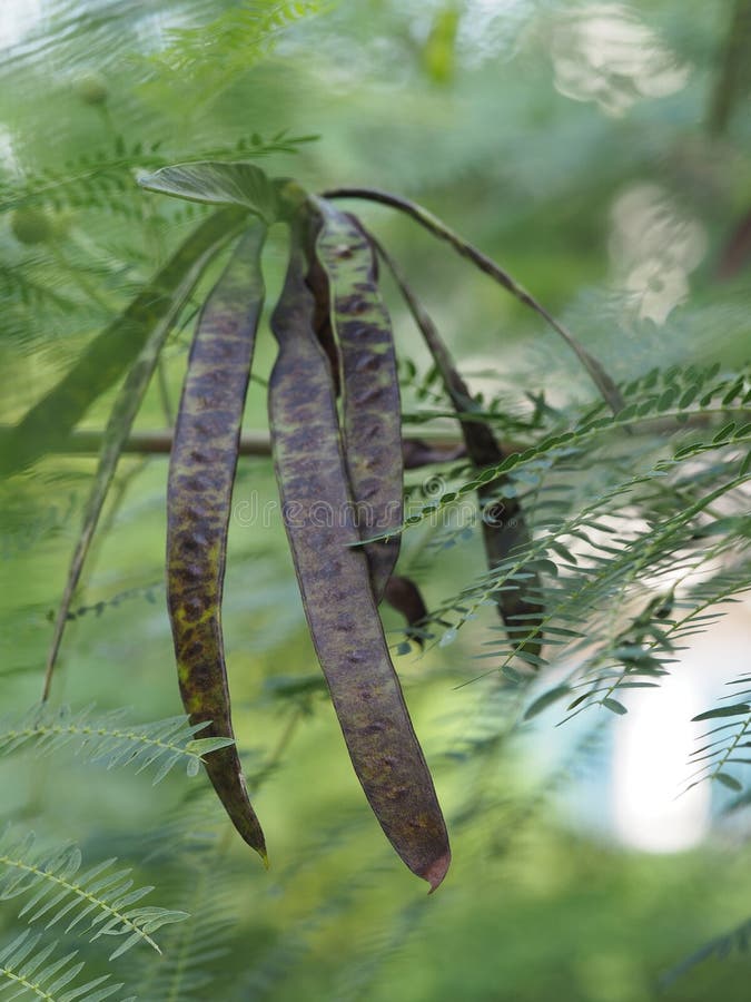 Leucaena Leucocepphala is a Shrub, Consisting of a Bouquet of Flowers ...