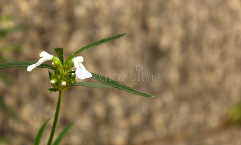 Leucas Aspera Flowers, White Color Flowers Close-up, Leucas, Lamiaceae ...