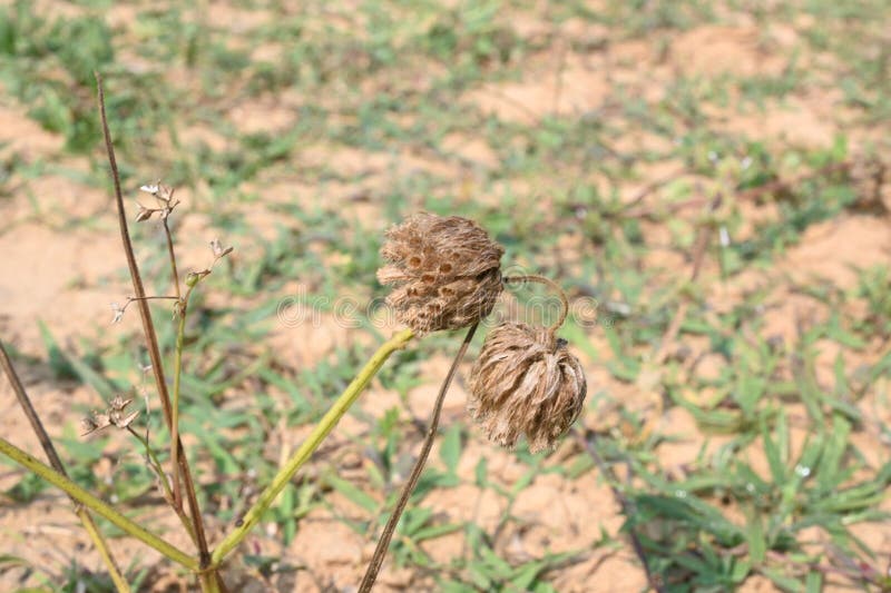 Leucas Zeylanica or Ceylon Slitwort Plant. Stock Photo - Image of plant ...