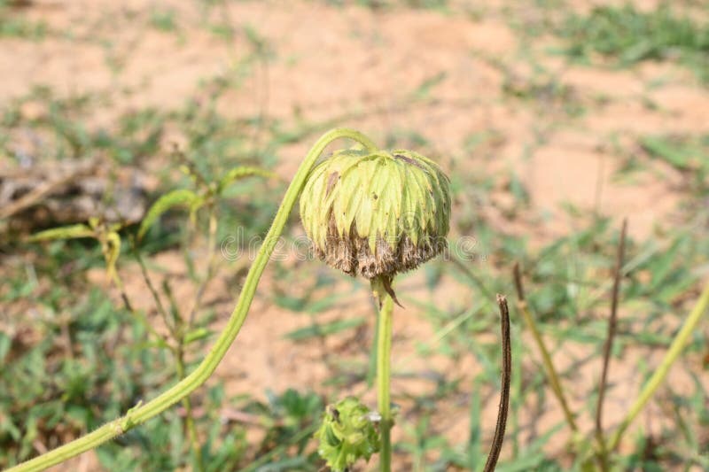 Leucas Zeylanica or Ceylon Slitwort Plant. Stock Image - Image of ...