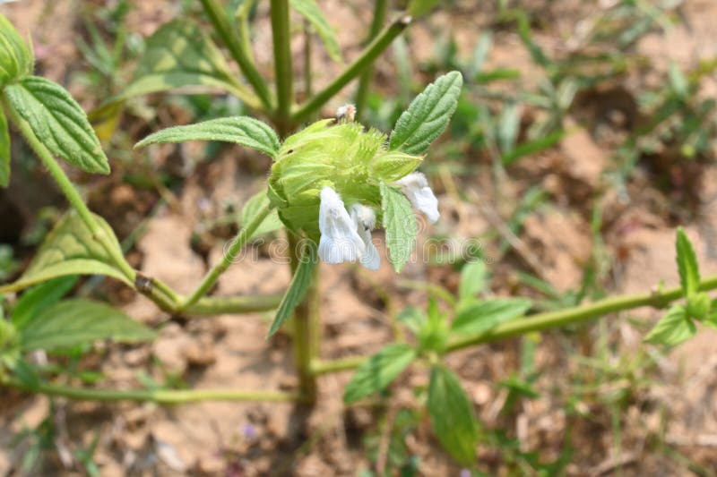 Leucas Zeylanica or Ceylon Slitwort Plant. Stock Photo - Image of herb ...