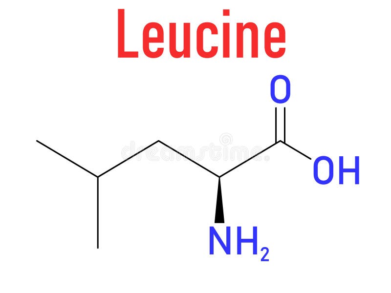 Leucine or L-leucine, Leu, L Amino Acid Molecule. Skeletal Formula ...