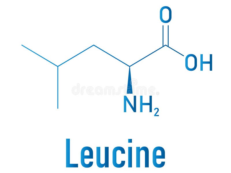 Leucine or L-leucine, Leu, L Amino Acid Molecule. Skeletal Formula ...