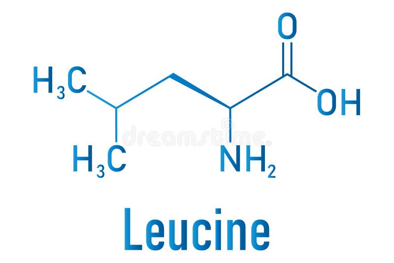 Leucine or L-leucine, Leu, L Amino Acid Molecule. Skeletal Formula ...