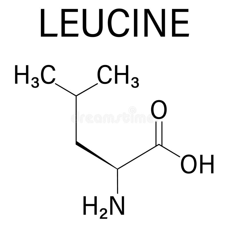 Leucine or L-leucine, Leu, L Amino Acid Molecule. Skeletal Formula ...