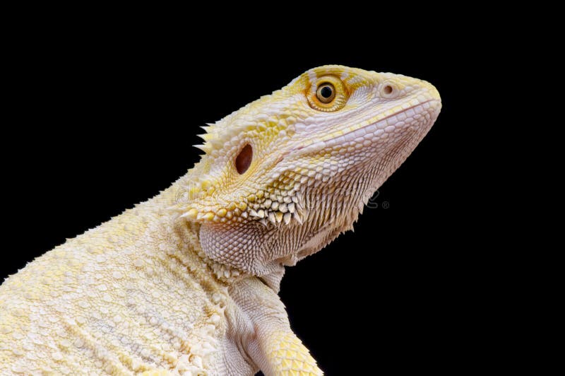 Bearded Dragon stock photo. Image of cold, lizards, domesticated - 1517152