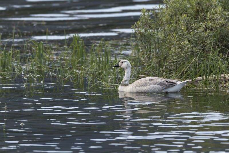 Leucistic Canada Goose stock photo. Image of white, brown - 31754144
