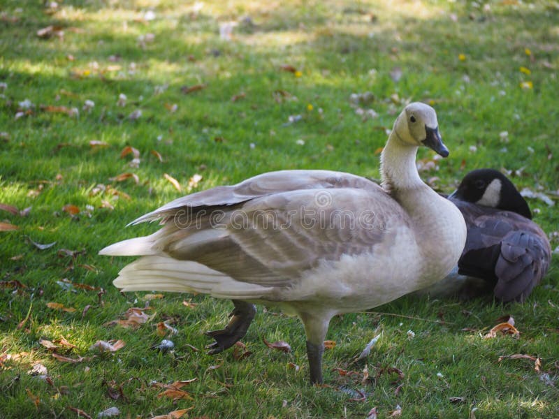 Leucistic Canada Goose stock photo. Image of willow - 287926678