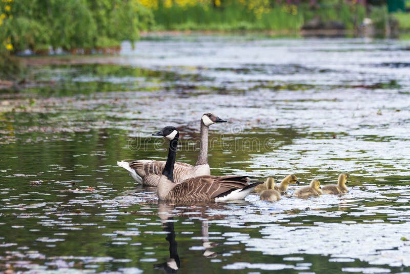 Leucistic Canada Goose stock photo. Image of wildlife - 68173112