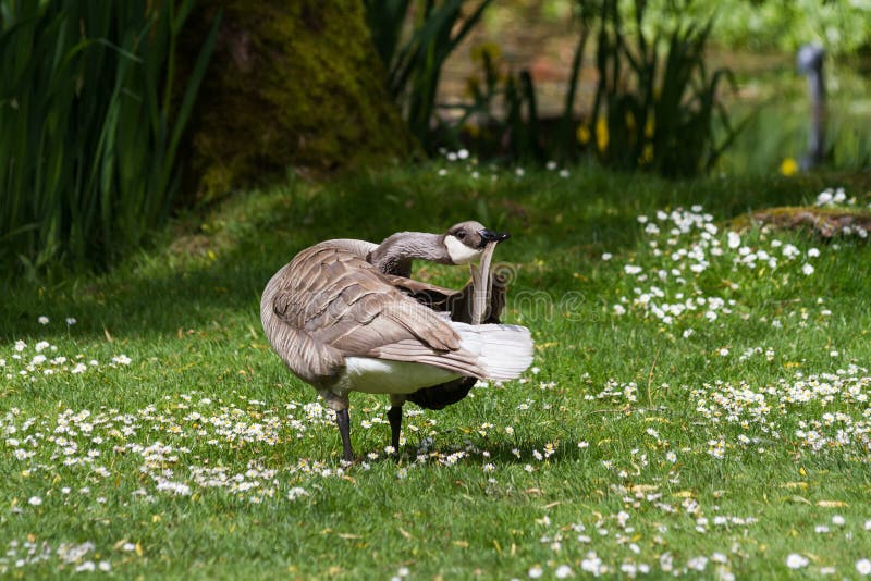Leucistic Canada Goose stock image. Image of animal, leucistic - 68172955