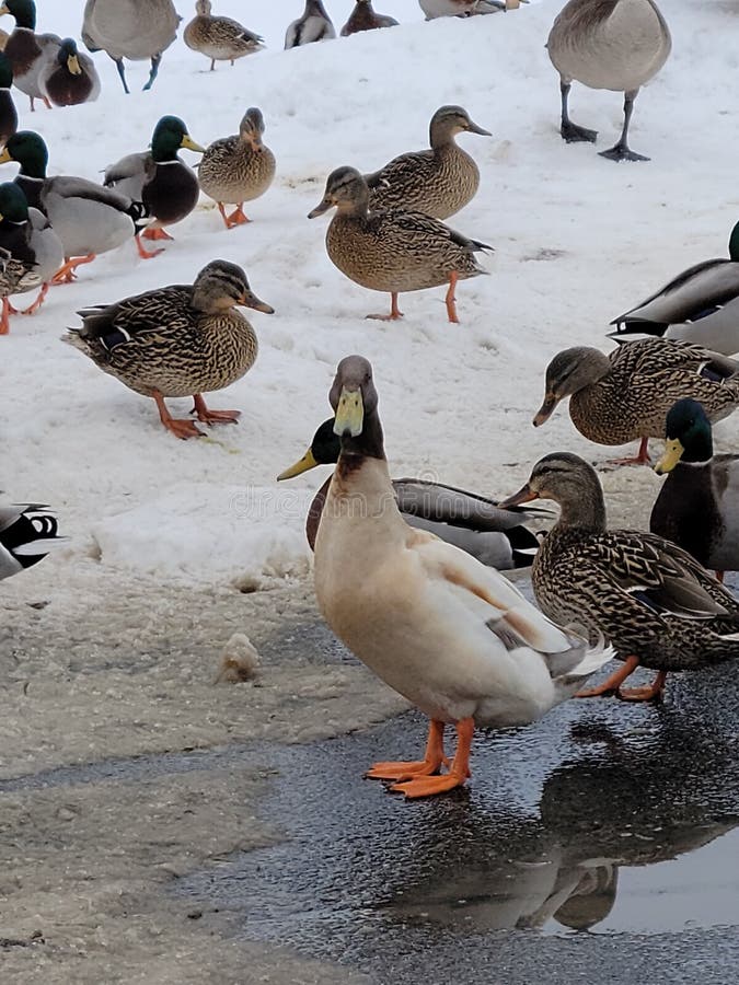 LeucisticDuck in Wildwood Zoo Stock Photo - Image of leucisticduck ...