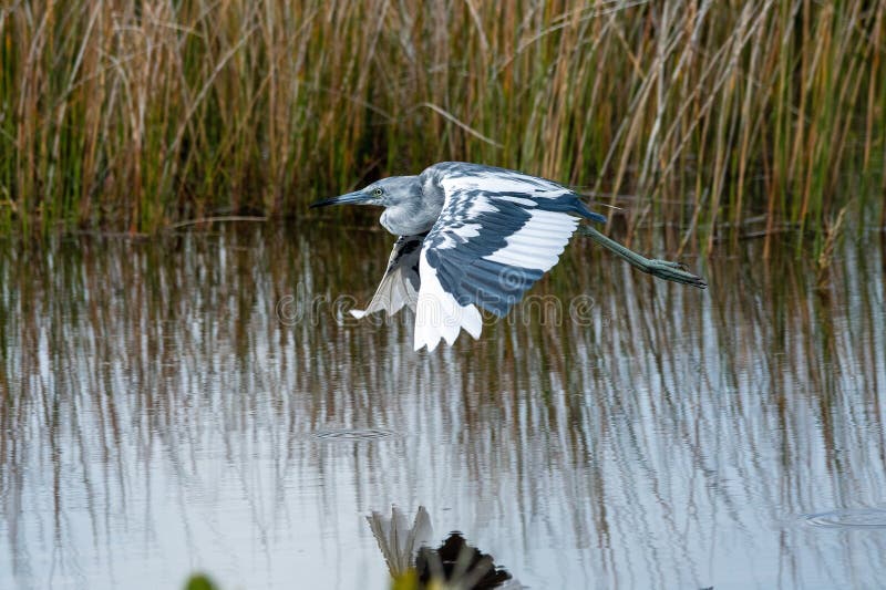 A Leucistic Little Blue Heron in a Salt Marsh Stock Image - Image of salt, green: 254023189