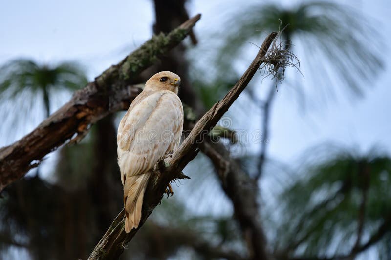 Leucistic Red Shouldered Hawk Stock Photo - Image of nature, tree ...