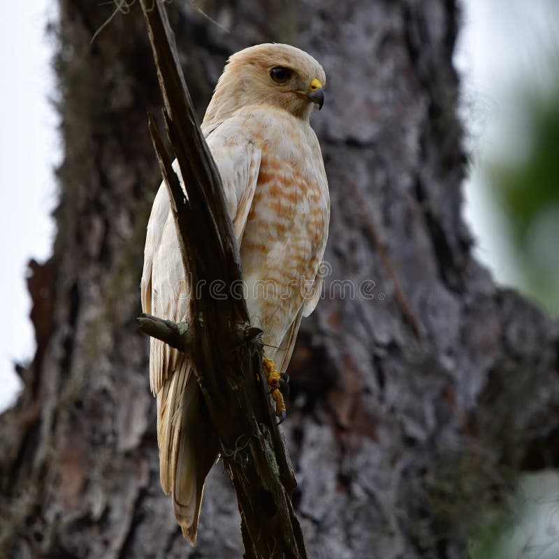 Leucistic White Red-Tailed Hawk Stock Photo - Image of genetic ...