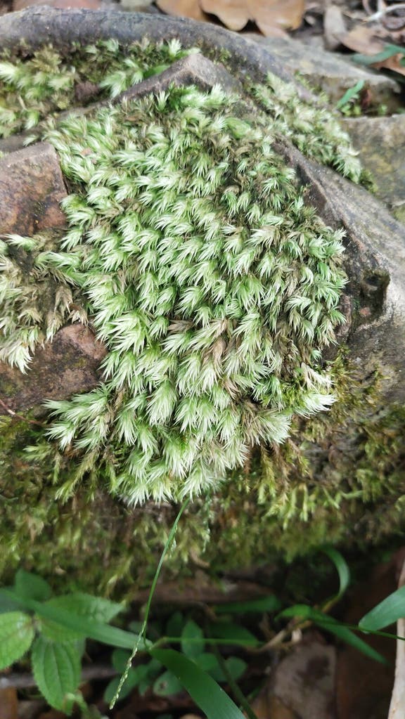 Leucobryum Moss or Cushion Moss Stock Image - Image of moss, leucobryum ...