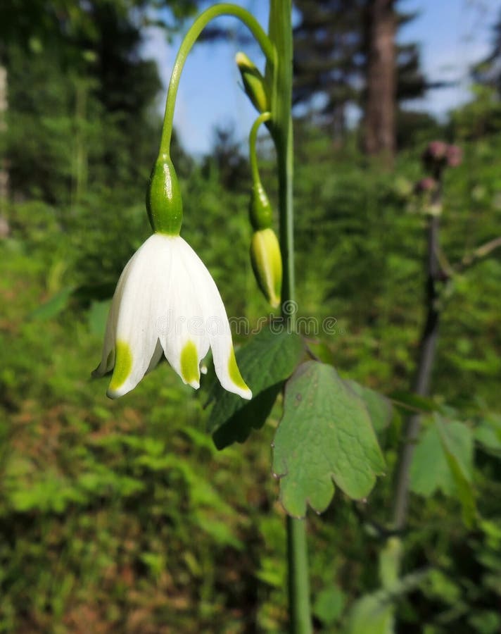 Leucojum aestivum stock photo. Image of white, spring - 32245596