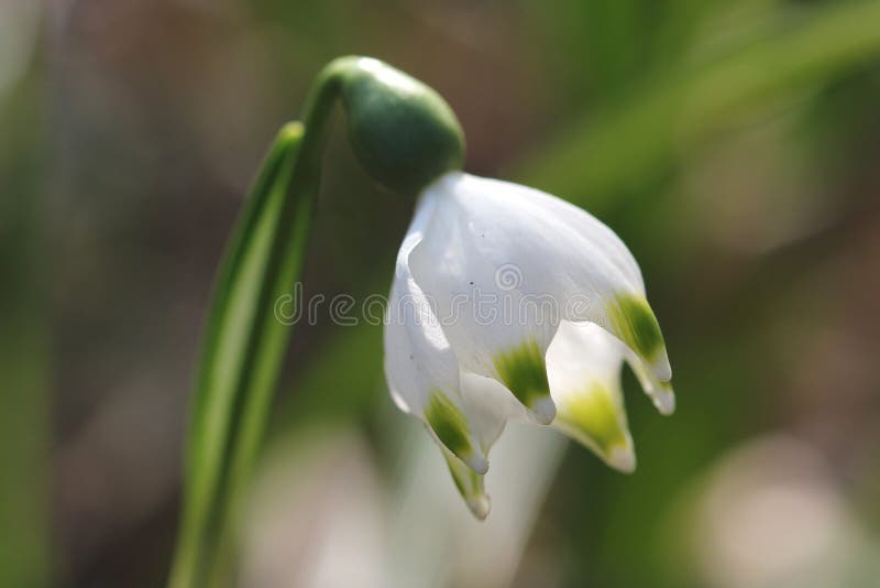 Leucojum stock photo. Image of fresh, aestivum, leucojum - 42597944