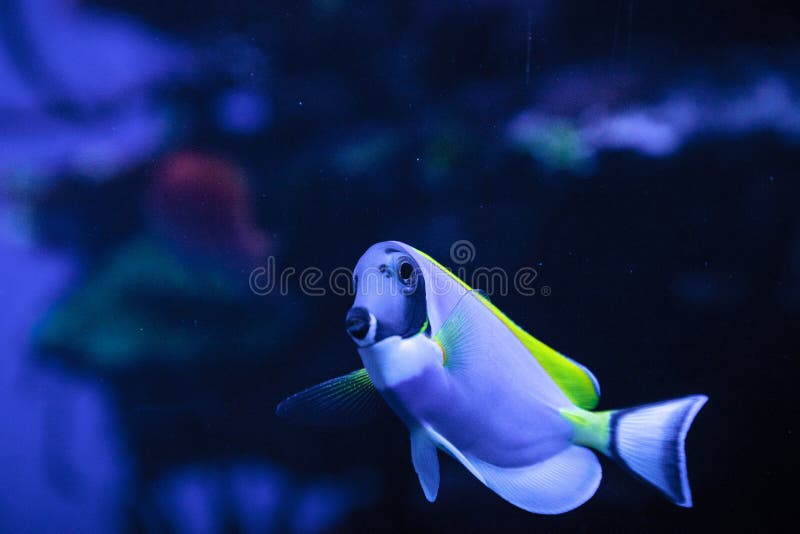 Leucosternon Powderblue Do Acanthurus Dos Peixes Da Espiga Foto de ...